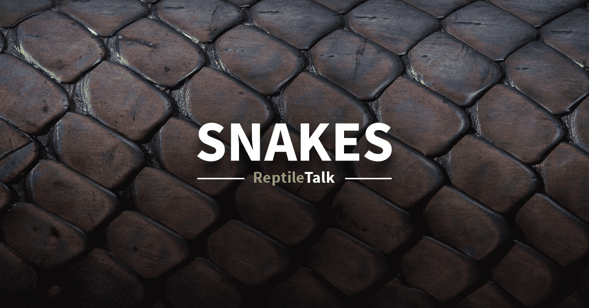 Snake Care - ReptileTalk NET