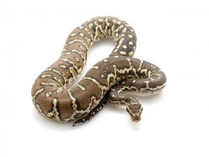 Angolan Python (Python anchietae) - ReptileTalk NET