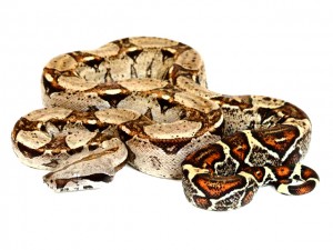 Common Boa (Boa Imperator) - ReptileTalk NET