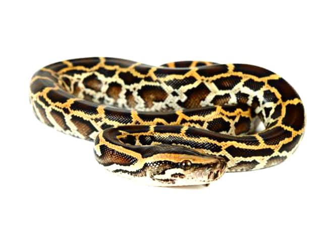 Snake Care | ReptileTalk NET