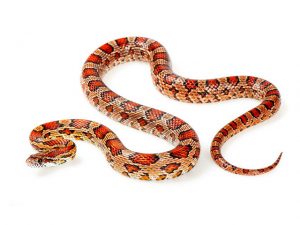 Corn Snake (Pantherophis guttatus) - ReptileTalk NET