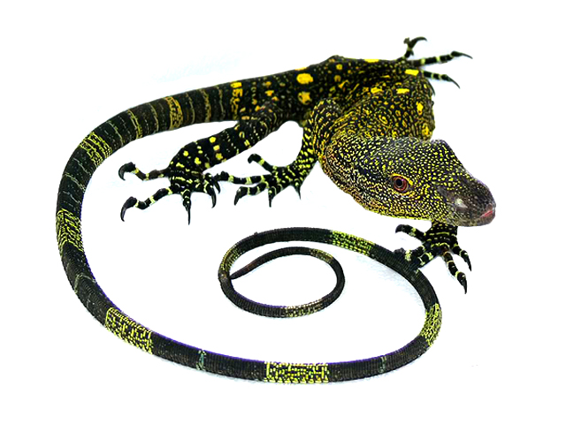 Crocodile Monitor (Varanus salvadorii) | ReptileTalk NET