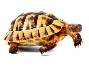 Greek Tortoise (Testudo graeca) - ReptileTalk NET
