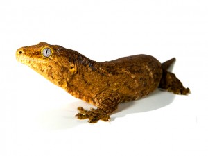 New Caledonia Giant Gecko (Rhacodactylus leachianus) - ReptileTalk NET