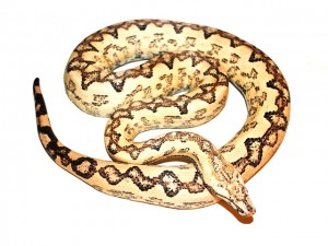 Solomon Island Ground Boa (Candoia paulsoni) - ReptileTalk NET