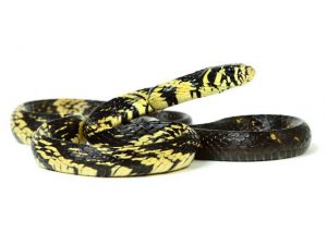 Tiger Rat Snake (Spilotes pullatus) - ReptileTalk NET