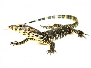 Water Monitor (Varanus salvator) - ReptileTalk NET