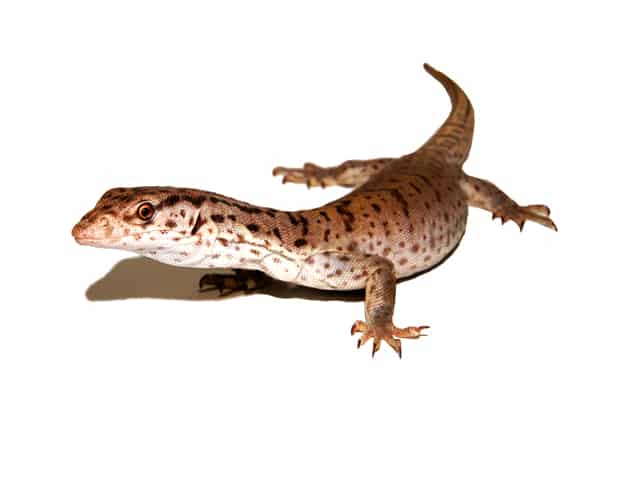 Pygmy Mulga Monitor (Varanus gilleni) | ReptileTalk NET