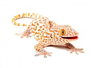 Tokay Gecko (Gekko gecko) - ReptileTalk NET
