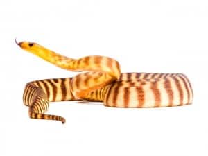 Woma Python (Aspidites ramsayi) - ReptileTalk NET