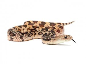 Pine Snake (Pituophis melanoleucus) - ReptileTalk NET