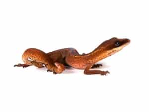 Cat Gecko (Aeluroscalabotes felinus) - ReptileTalk NET