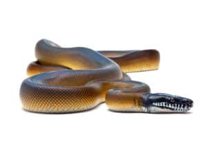 White-lipped Python (Bothrochilus albertisii) - ReptileTalk NET