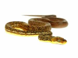 Timor Python (Malayopython timoriensis) - ReptileTalk NET