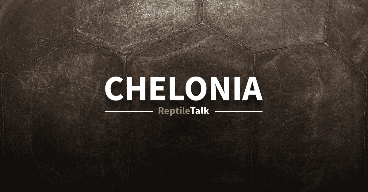 Chelonia Care - ReptileTalk NET