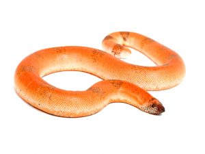 Indian Sand Boa (Eryx johnii) - ReptileTalk NET