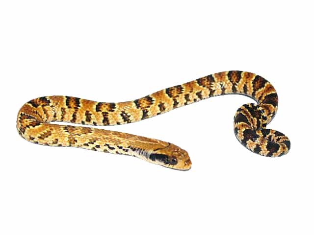 Snake Care | ReptileTalk NET