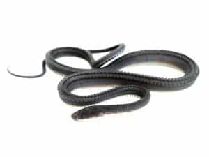 Dragon Snake (Xenodermus javanicus) - ReptileTalk NET