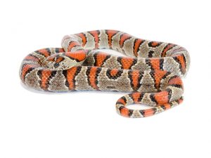 Mexican Kingsnake (Lampropeltis mexicana) - ReptileTalk NET