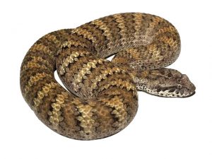 Common Death Adder (Acanthophis antarcticus) - ReptileTalk NET