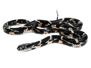 Eastern Kingsnake (Lampropeltis getula) - ReptileTalk NET
