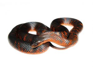 Collett's Snake (Pseudechis colletti) - ReptileTalk NET