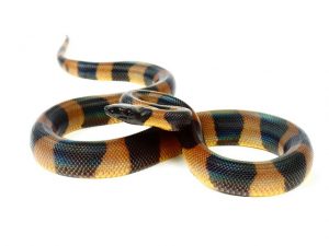 Bismarck Ringed Python (Bothrochilus boa) - ReptileTalk NET