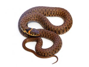 Eurasian Grass Snake (Natrix natrix) - ReptileTalk NET