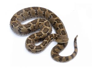 Mexican Pygmy Rattlesnake (Crotalus ravus) - ReptileTalk NET