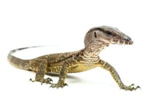 Roughneck Monitor (Varanus rudicollis) - ReptileTalk NET