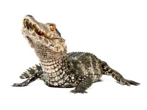 Cuvier’s Dwarf Caiman (Paleosuchus palpebrosus) - ReptileTalk NET