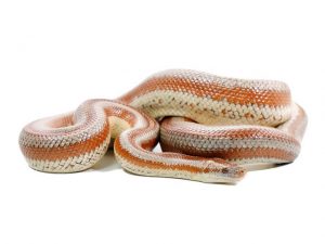 Rosy Boa (Lichanura trivirgata) - ReptileTalk NET