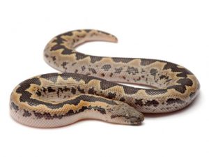 Rough-scaled Sand Boa (Eryx conicus) - ReptileTalk NET