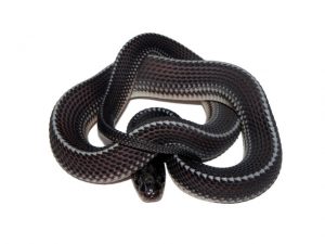 Cape File Snake (Gonionotophis capensis) - ReptileTalk NET