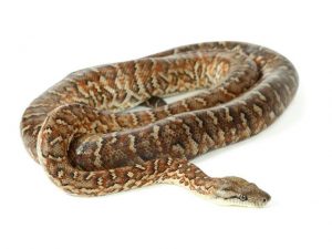 Haitian Boa (Chilabothrus striatus) - ReptileTalk NET
