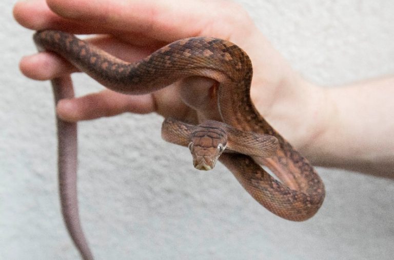 Simalia amethistina Breeding - ReptileTalk NET