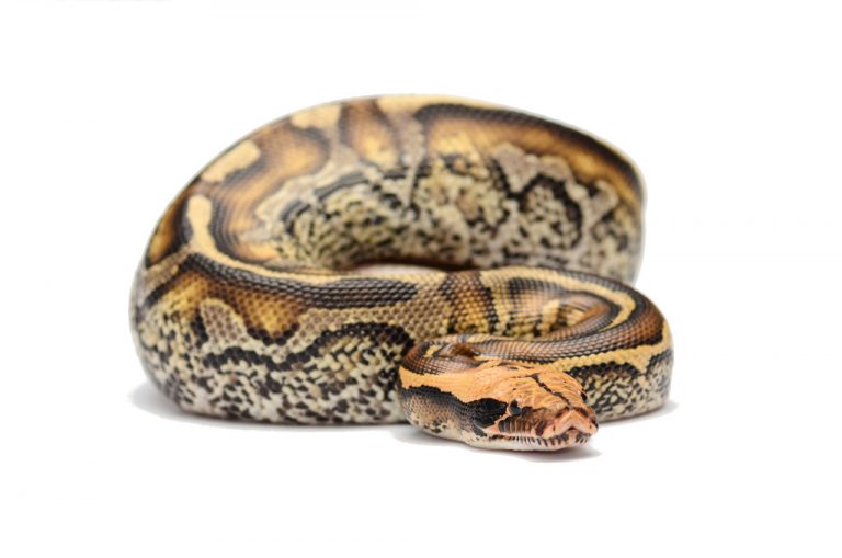 Taming the Blood Python - ReptileTalk NET