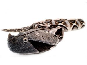 West African Gaboon Viper (Bitis rhinoceros) - ReptileTalk NET