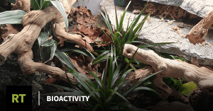 ReptileTalk NET | Reptile Care | There Is Always More To Learn