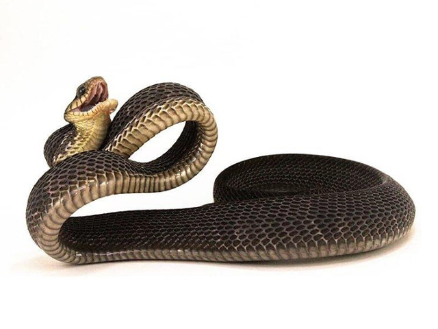 Blandings Tree Snake (Toxicodryas blandingii) | ReptileTalk NET